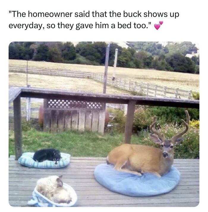 50 Hilariously Adorable Animal Memes To Make Your Day Bored Panda