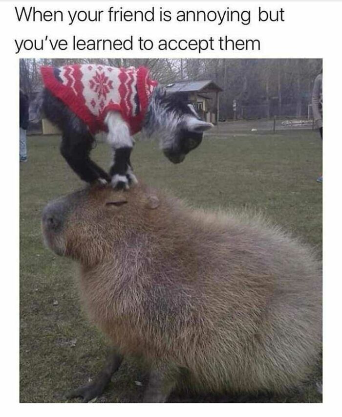 50 Hilariously Adorable Animal Memes To Make Your Day Bored Panda 50 Hilariously Adorable Animal Memes To Make Your Day Bored Panda