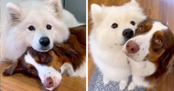 A Story Of Two Fluffy Friends Who Can’t Stop Hugging Each Other Is ...