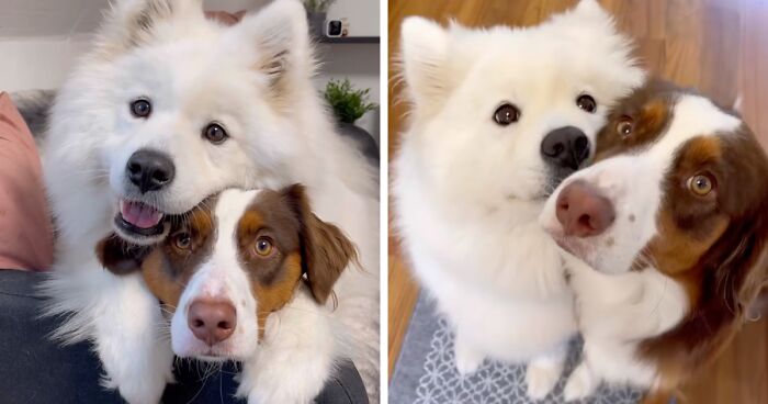 A Story Of Two Fluffy Friends Who Can’t Stop Hugging Each Other Is ...