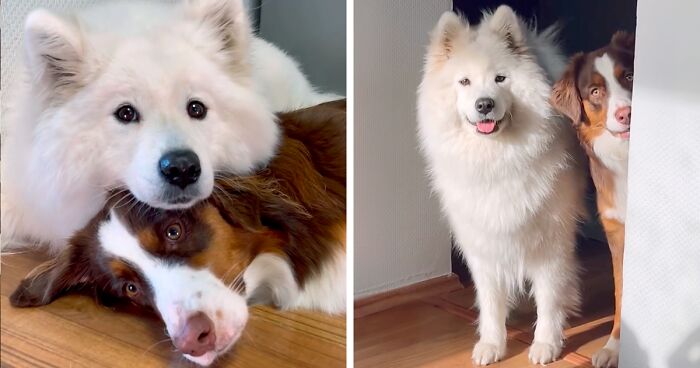 A Story Of Two Fluffy Friends Who Can’t Stop Hugging Each Other Is ...
