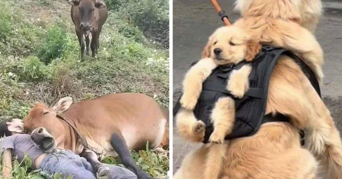 50 Times Animals Were So Randomly Funny, People Just Had To Take A ...