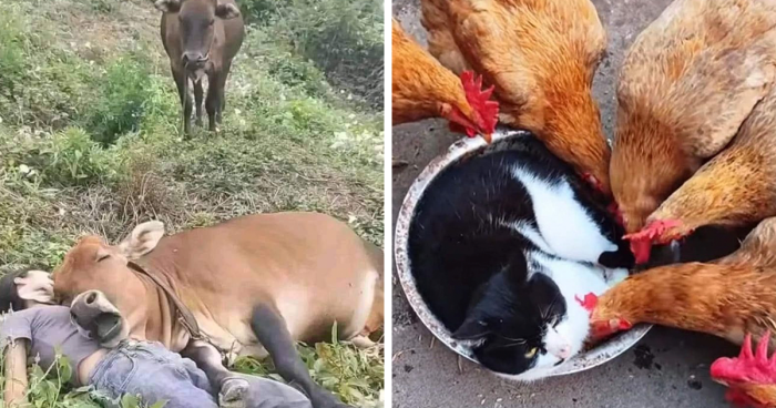 50 Times Animals Were So Randomly Funny, People Just Had To Take A ...