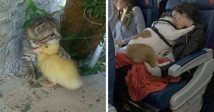 50 Times Animals Were So Randomly Funny, People Just Had To Take A ...