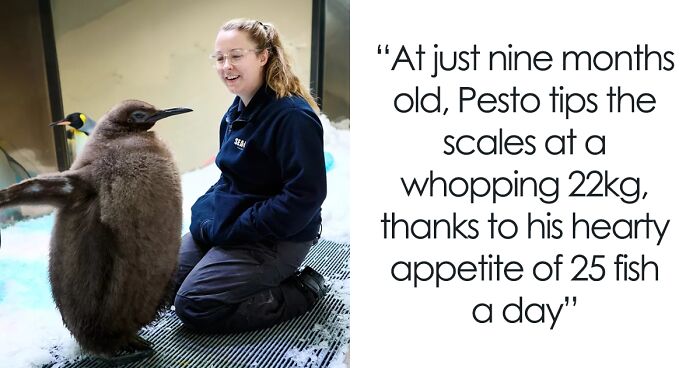 Meet 9-Month-Old Pesto, Who’s The Besto, Weighing In At A Whopping 22 Kg