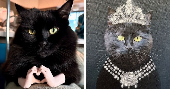 Vet Gets Bitten By A Cat During Appointment, Receives A Wholesomely ...