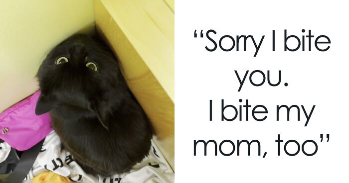 Vet Gets Bitten By A Cat During Appointment, Receives A Wholesomely ...