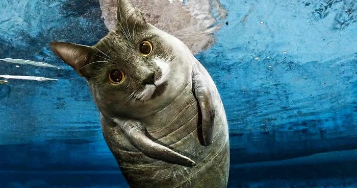 Artist Photoshops Cat Faces On Almost Everything And Here Is The Result ...