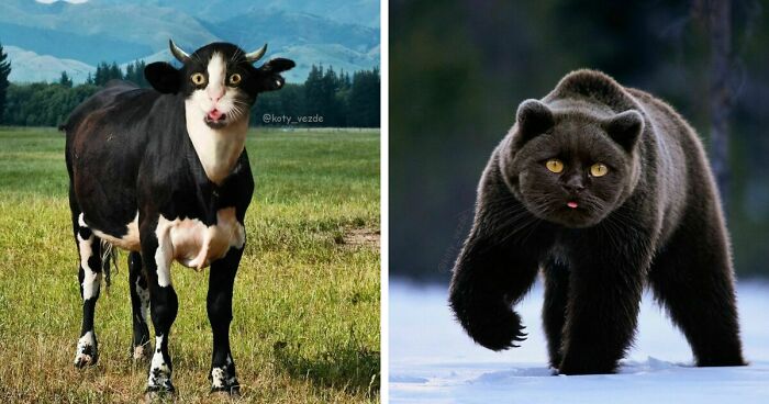 Artist Photoshops Cat Faces On Almost Everything And Here Is The Result ...