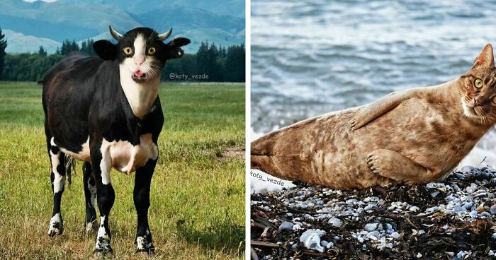 Artist Photoshops Cat Faces On Almost Everything And Here Is The Result ...