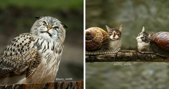 Artist Photoshops Cat Faces On Almost Everything And Here Is The Result ...