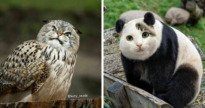 Artist Photoshops Cat Faces On Almost Everything And Here Is The Result ...