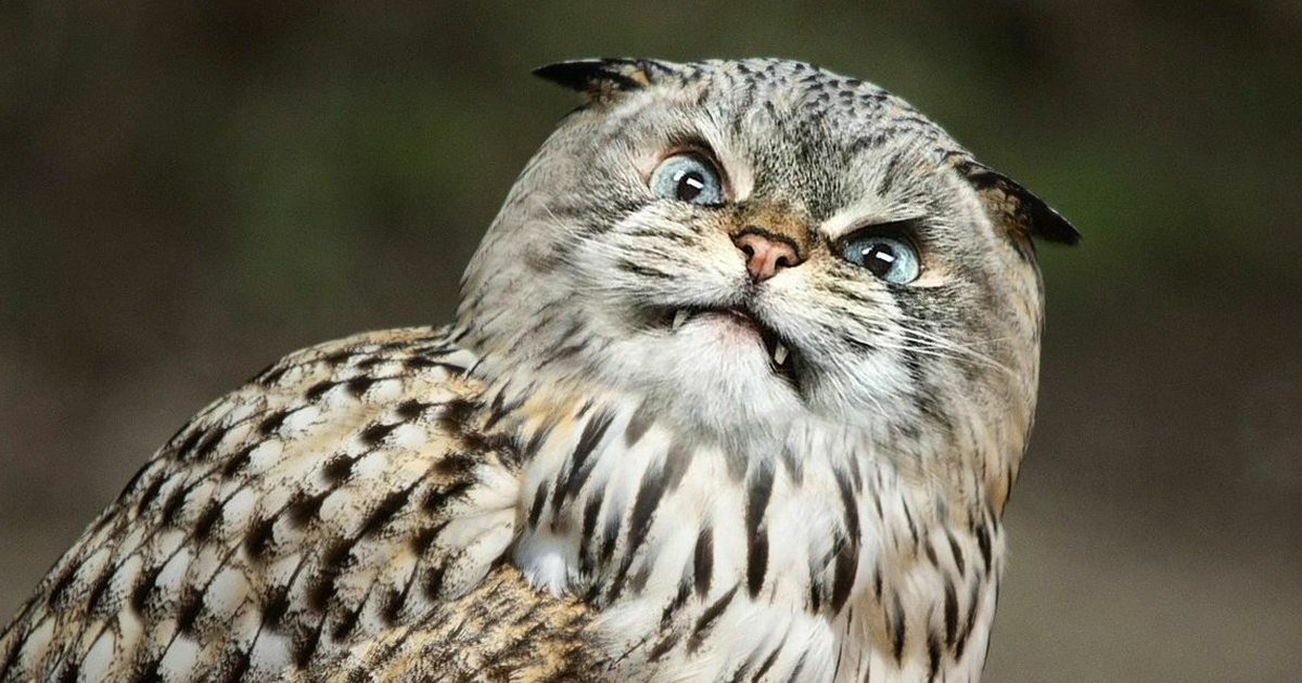 Artist Photoshops Cat Faces On Almost Everything And Here Is The Result ...