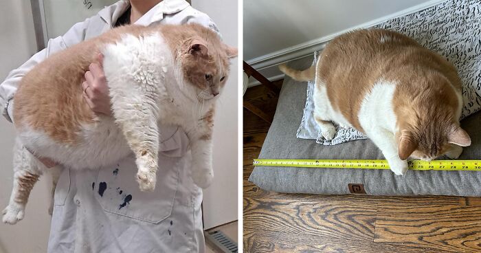 Meet Axel: The 43-Pound Cat Whose Weight Loss Journey Will Melt Your Heart