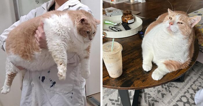 Meet Axel: The 43-Pound Cat Whose Weight Loss Journey Will Melt Your Heart