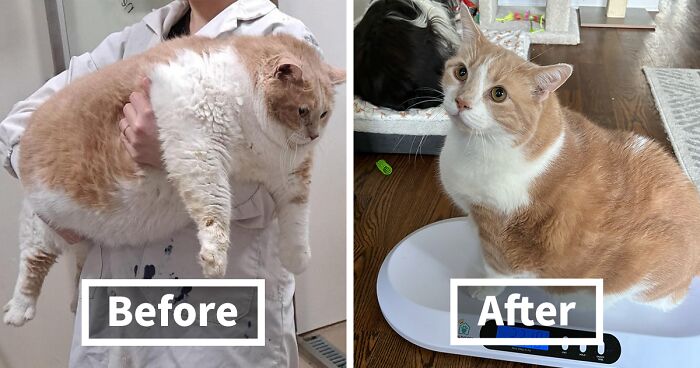 Meet Axel: The 43-Pound Cat Whose Weight Loss Journey Will Melt Your Heart