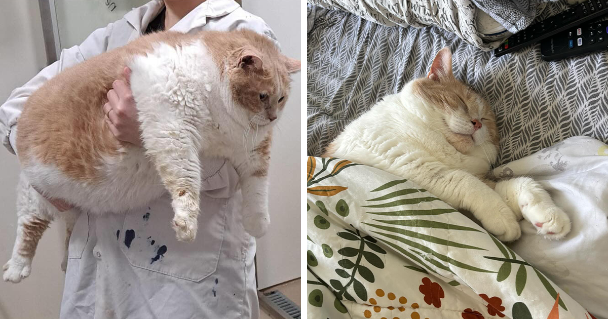 Meet Axel: The 43-Pound Cat Whose Weight Loss Journey Will Melt Your ...