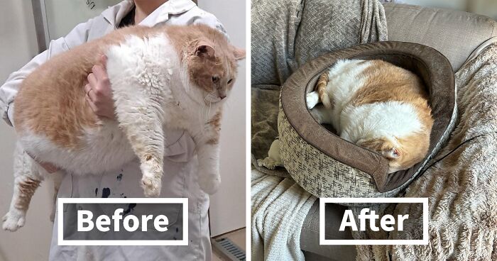 Meet Axel: The 43-Pound Cat Whose Weight Loss Journey Will Melt Your Heart