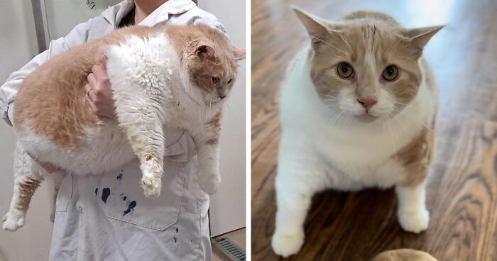 Meet Axel: The 43-Pound Cat Whose Weight Loss Journey Will Melt Your Heart