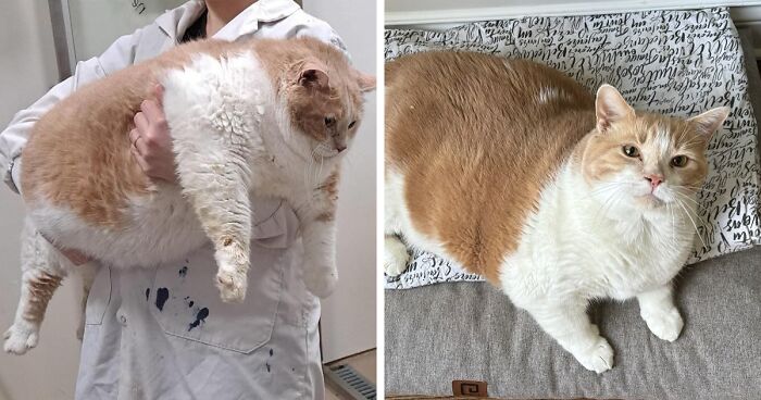 Meet Axel: The 43-Pound Cat Whose Weight Loss Journey Will Melt Your Heart
