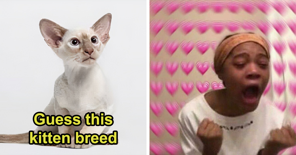 Just 32% Of Cat Lovers Know All These Kitten Breeds | Bored Panda