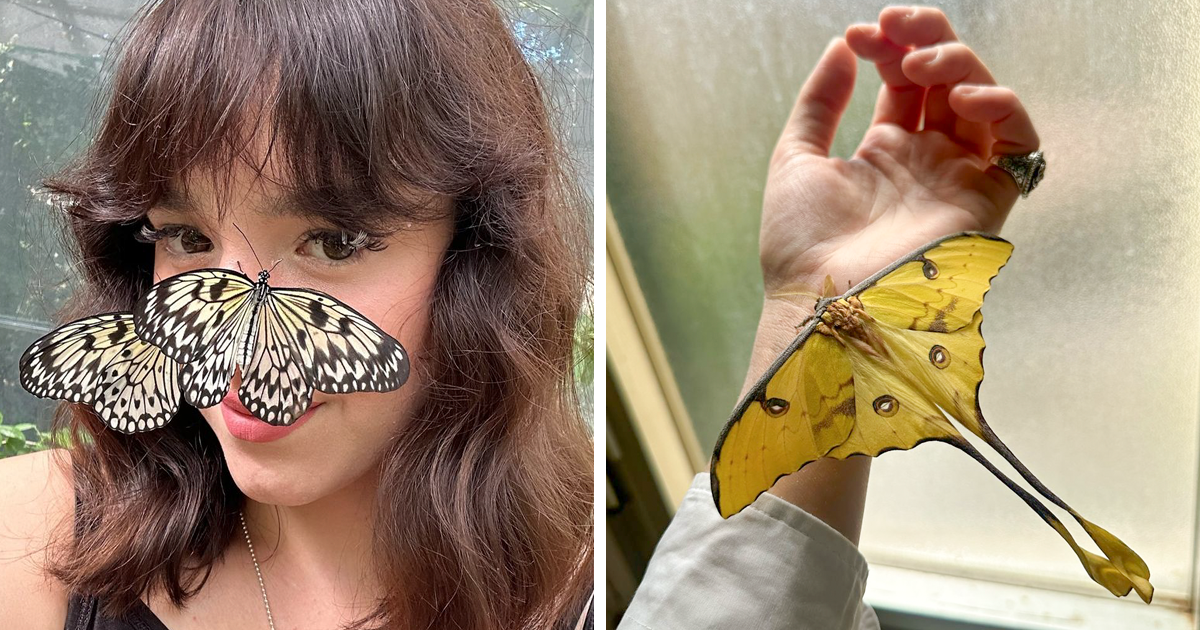 This Woman Breeds And Cares For Some Of The Most Beautiful Butterflies ...