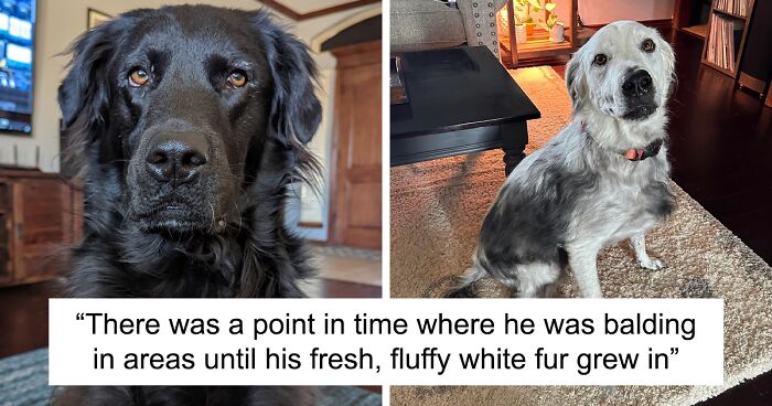 Owner Documents His Pup’s Stunning Fur Transformation, And People ...