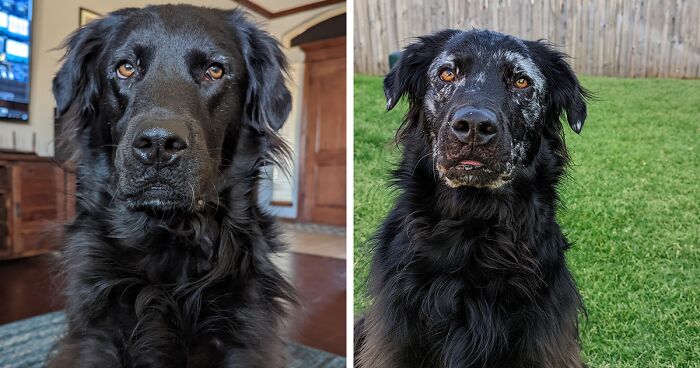 Owner Documents His Pup’s Stunning Fur Transformation, And People ...