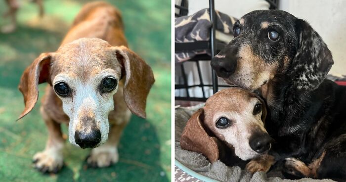 Shelter Dog Loses Her Best Friend Of 17 Years, But Then Vintage Pet ...