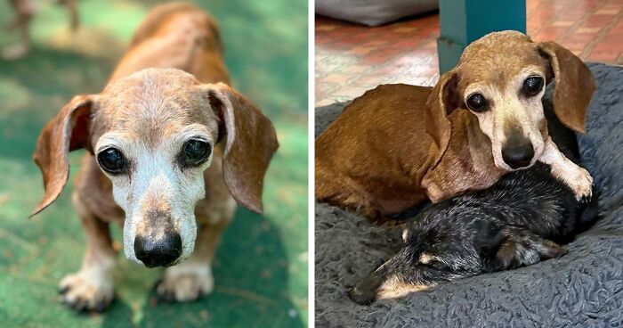 Shelter Dog Loses Her Best Friend Of 17 Years, But Then Vintage Pet ...