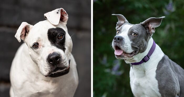 I Created A Dog-Themed Calendar, And The Proceeds Will Help Rescue ...