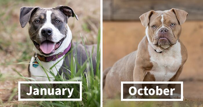 I Created A Dog-Themed Calendar, And The Proceeds Will Help Rescue ...