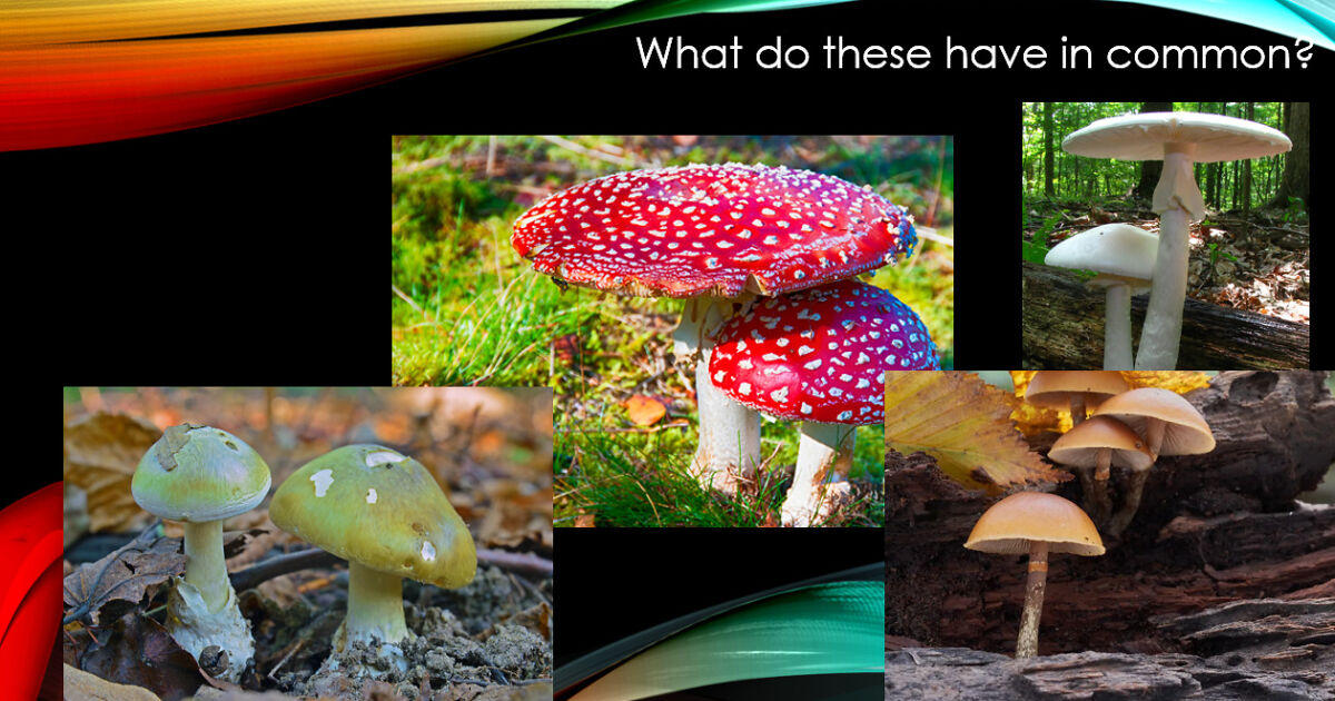 I Host Weekly Zoom Quizzes, Here Are The Best 30 Visual Riddles I’ve ...