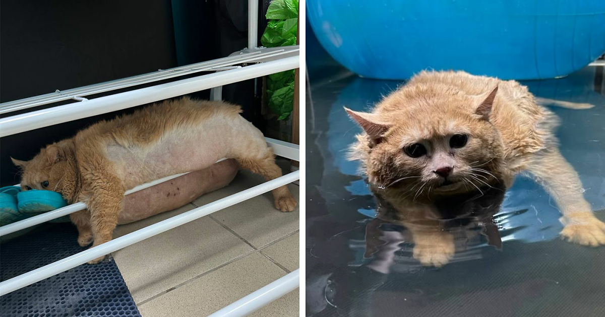 Crumb, The Obese Cat Rescued From A Russian Basement, Tries To Escape ...