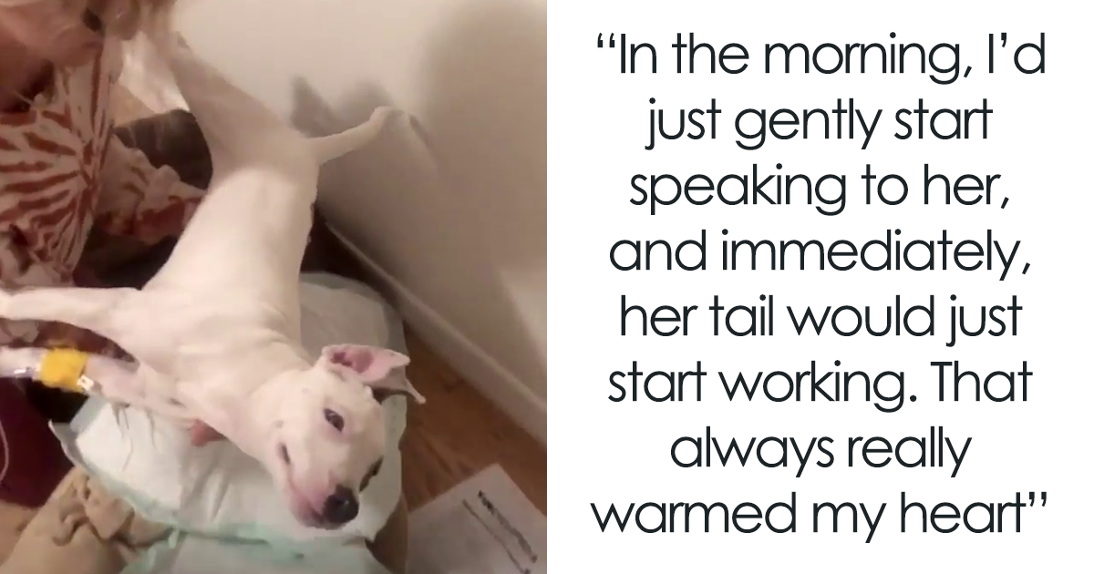 Puppy Is Frozen By Rare Disease, Recovers And Takes First Steps Despite ...