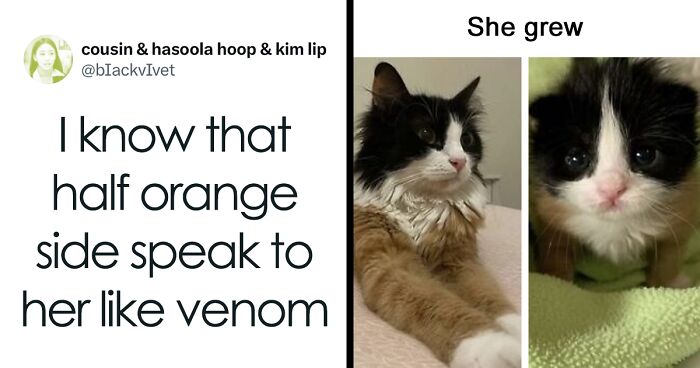 50 Hilariously Adorable Animal Memes To Make Your Day
