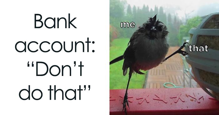 50 Hilariously Adorable Animal Memes To Make Your Day