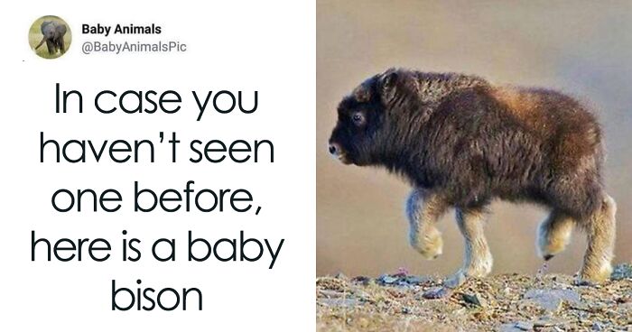 50 Hilariously Adorable Animal Memes To Make Your Day