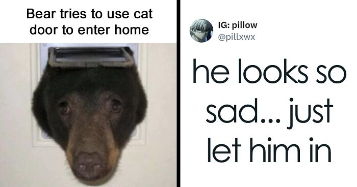 50 Hilariously Adorable Animal Memes To Make Your Day | Bored Panda