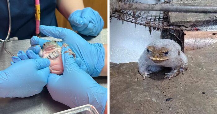 50 Cute And Funny Photos That May Show You A Different Side To These ...