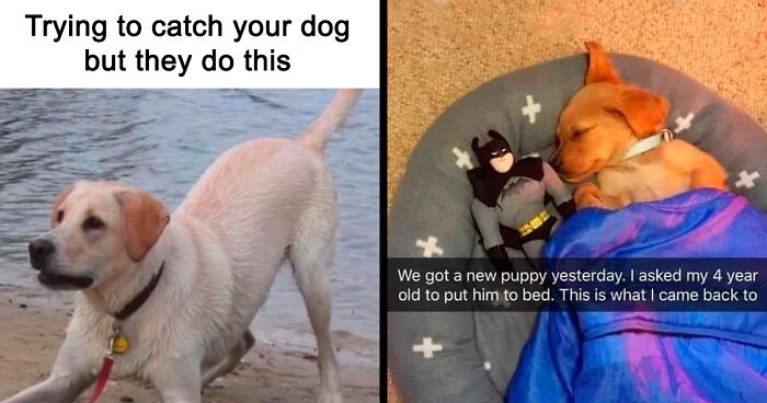 50 Wholesome Memes To Remind You That The World Isn’t All Bad (New Pics ...