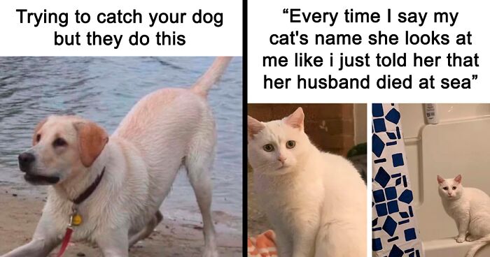 50 Wholesome Memes To Remind You That The World Isn’t All Bad (New Pics ...
