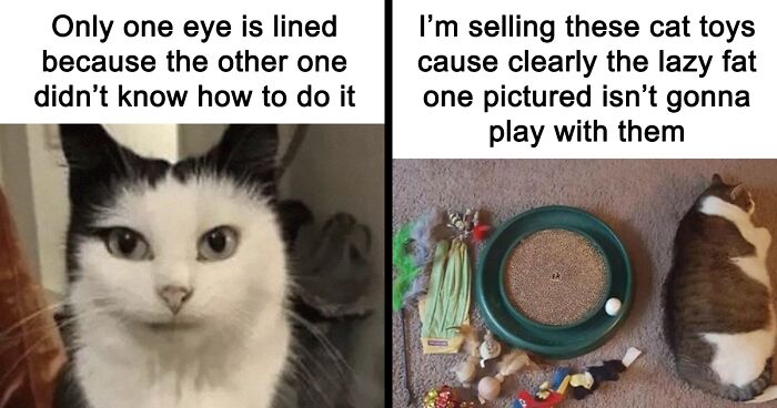 This FB Page Is Home To Hilarious Cat-Centered Memes, And Here Are 50 ...