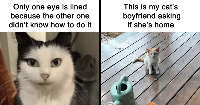 This FB Page Is Home To Hilarious Cat-Centered Memes, And Here Are 50 ...