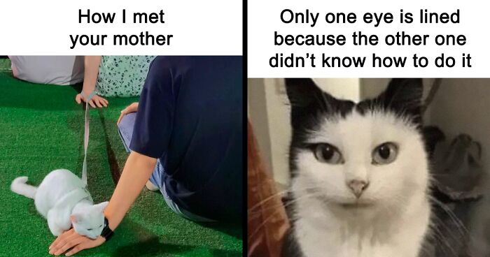 This FB Page Is Home To Hilarious Cat-Centered Memes, And Here Are 50 ...