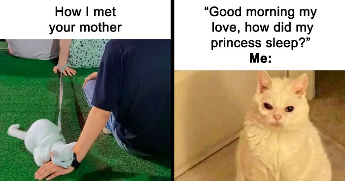 This FB Page Is Home To Hilarious Cat-Centered Memes, And Here Are 50 ...
