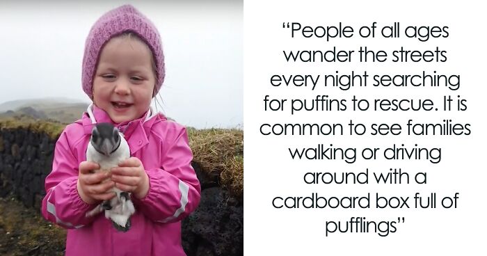 People In Iceland Are Collecting Baby Puffins In The Streets And ...