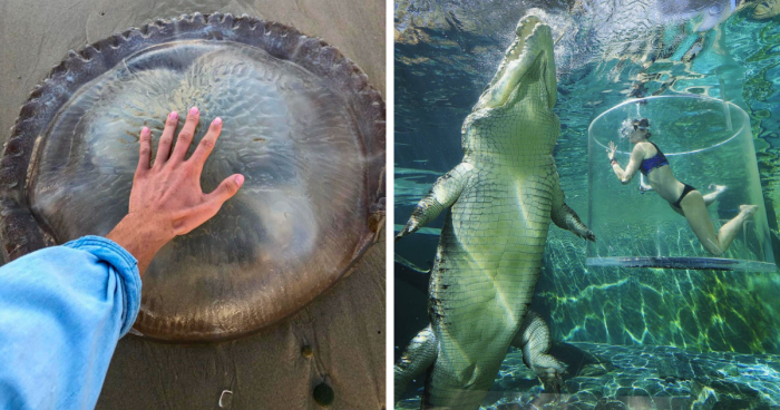 50 Animals So Giant It’s Hard To Believe They’re Real (New Pics ...