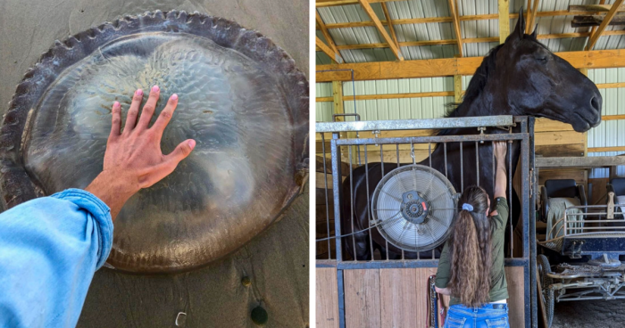 50 Animals So Giant It’s Hard To Believe They’re Real (New Pics ...