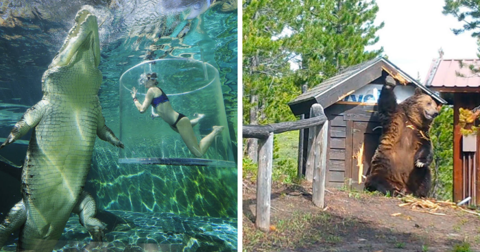 50 Animals So Giant It’s Hard To Believe They’re Real (New Pics ...